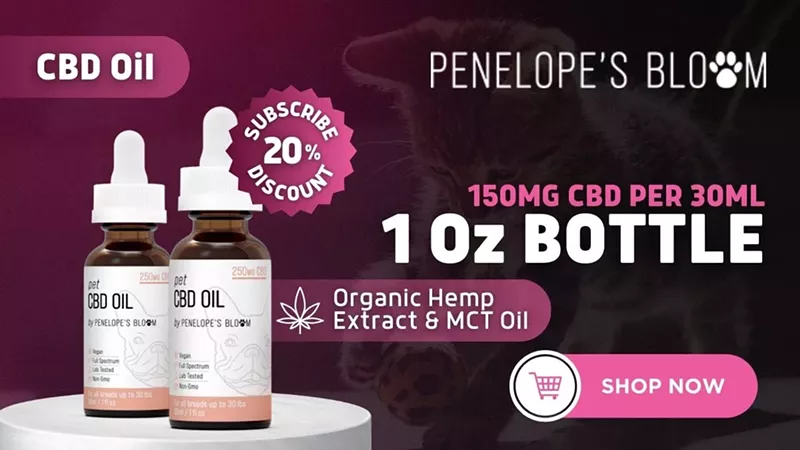 Best CBD for Cats to Help Relieve Pain, Anxiety & Inflammation